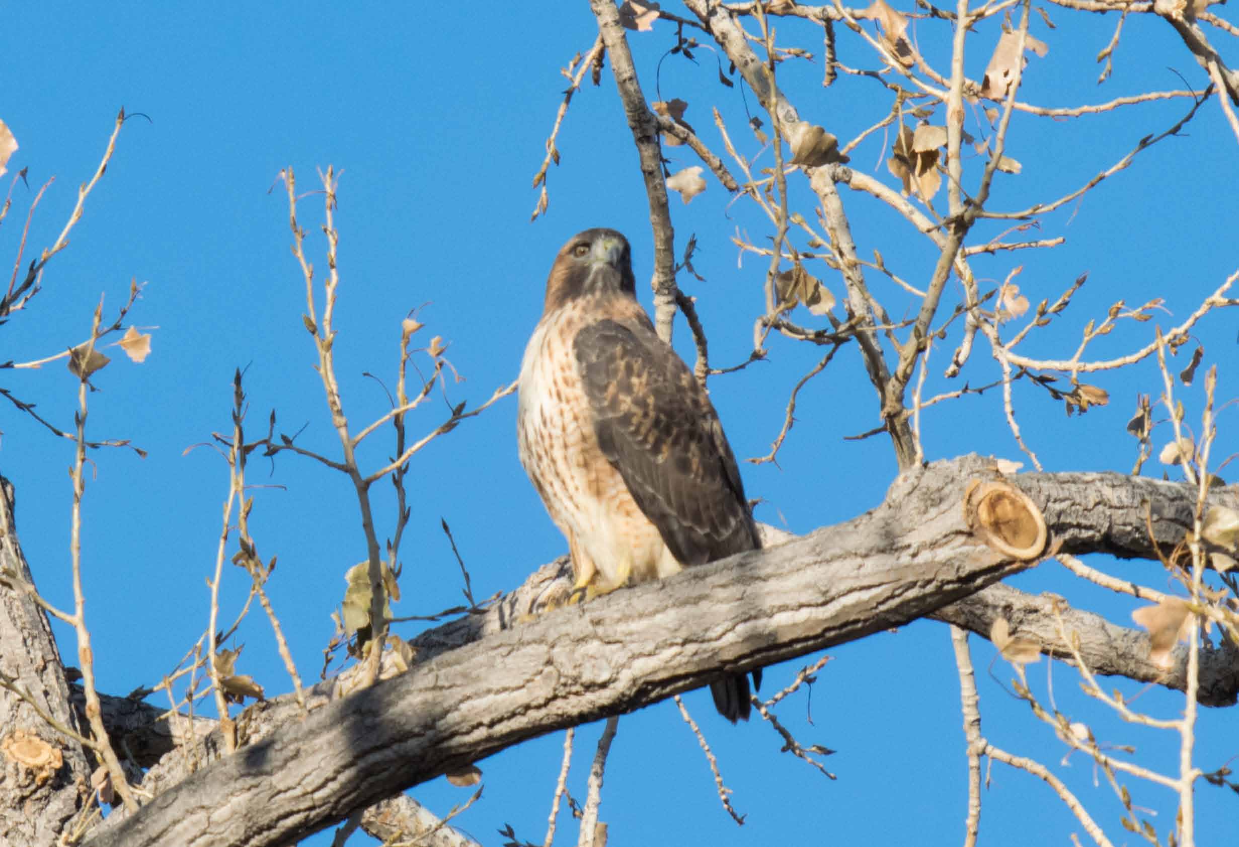Female Red-tailed Hawk – Amy Law, Science Geek