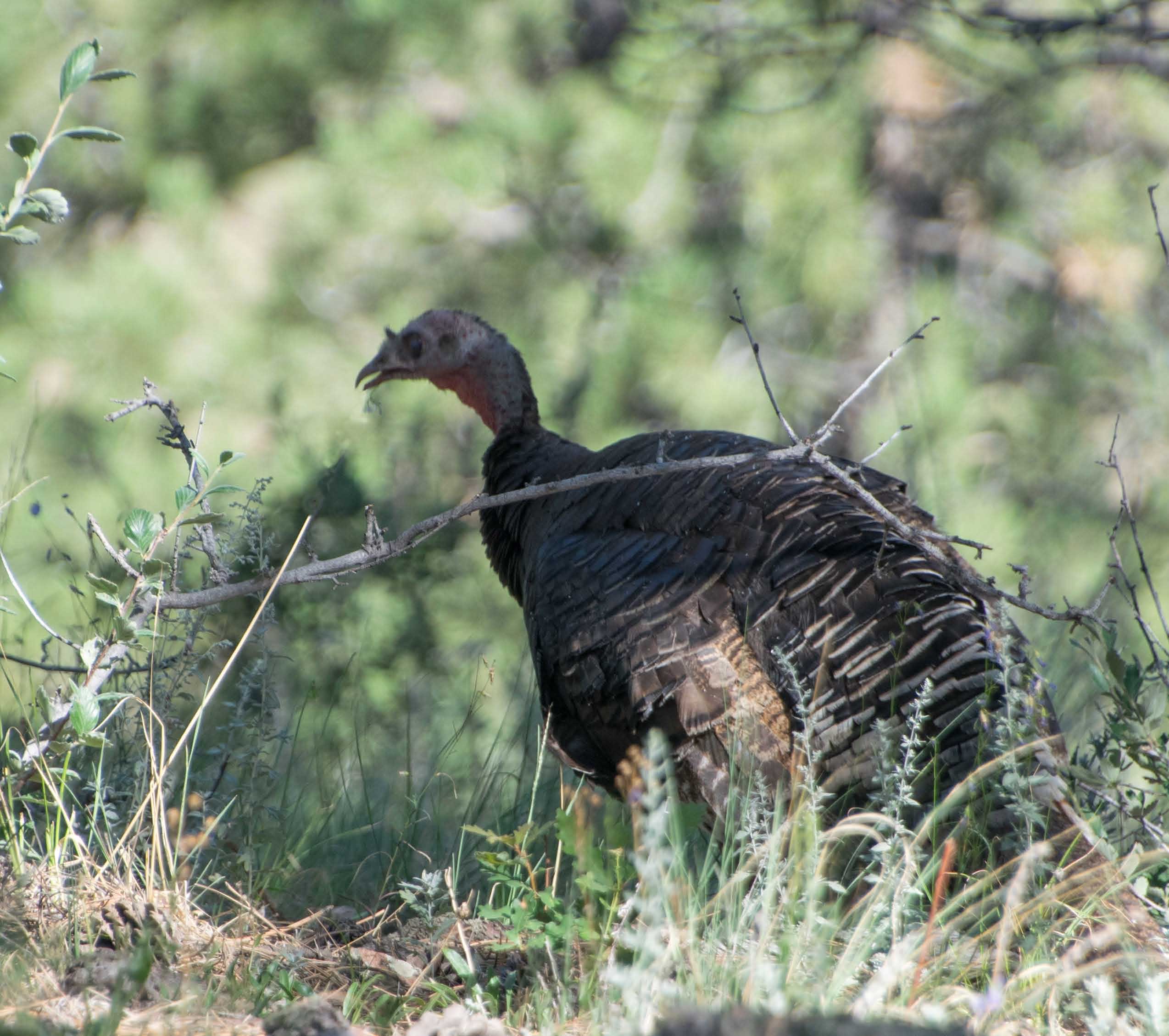 Turkeys in Ponderosa Pine – Amy Law, Science Geek