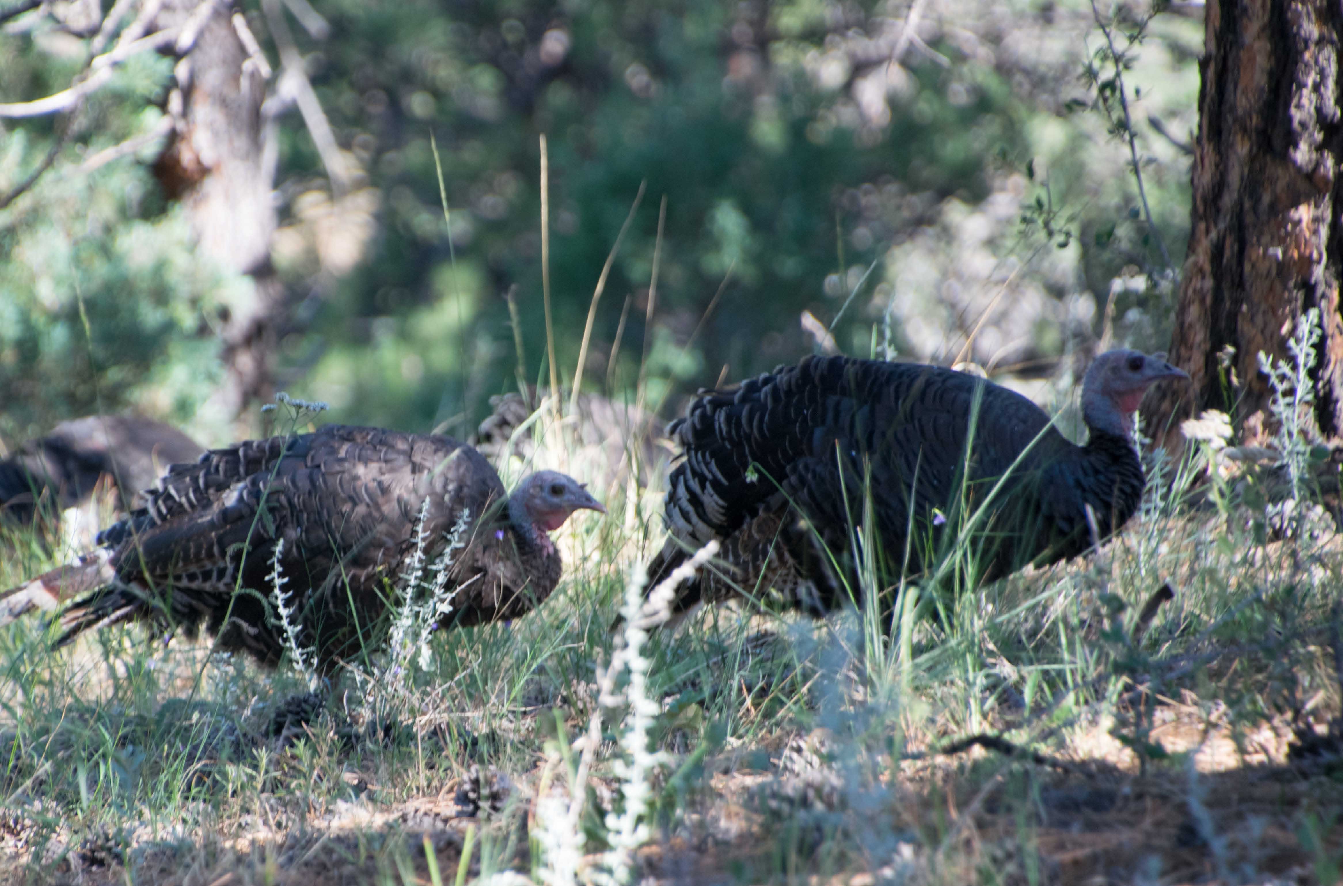 Turkeys in Ponderosa Pine – Amy Law, Science Geek