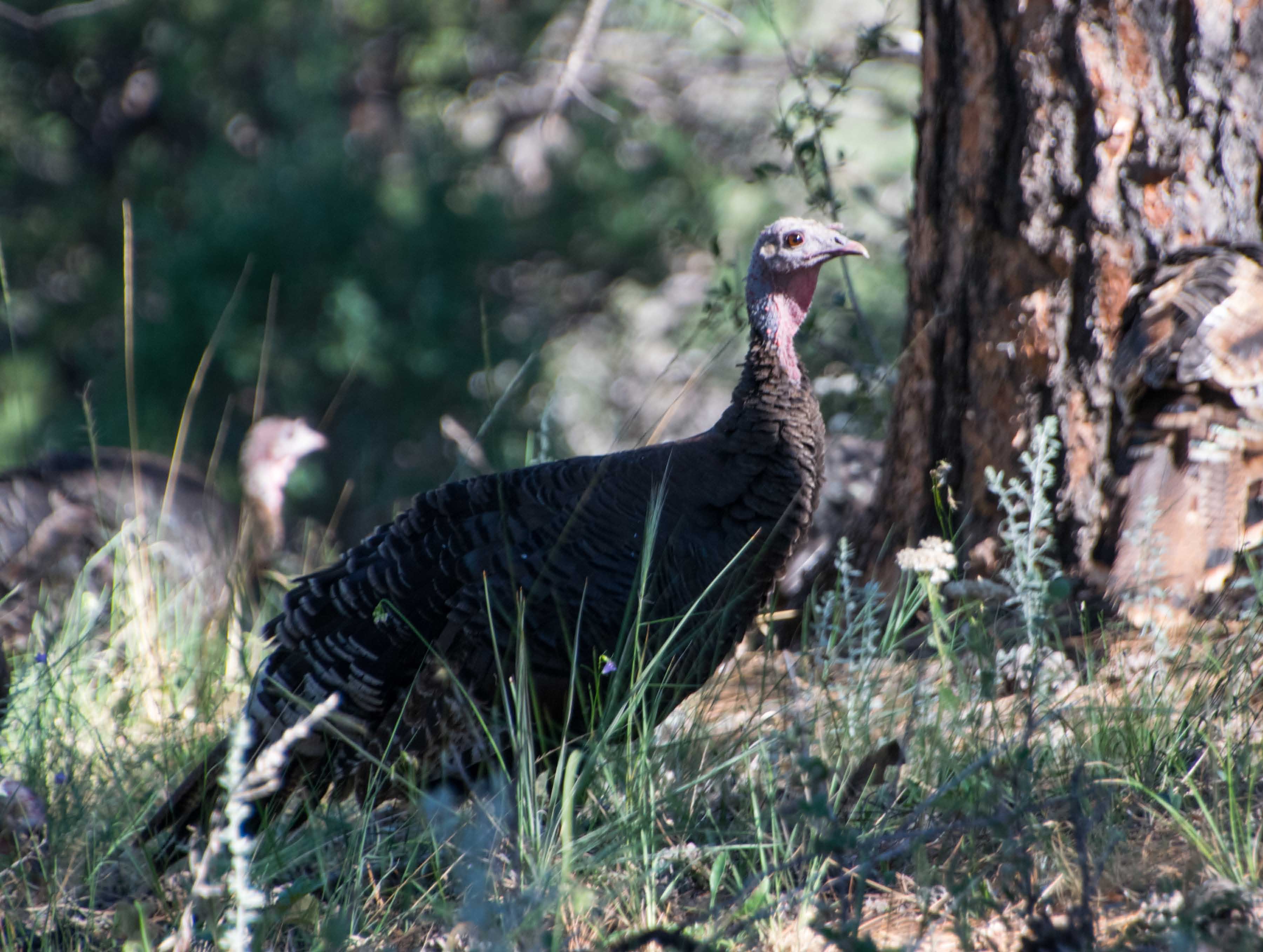 Turkeys in Ponderosa Pine – Amy Law, Science Geek