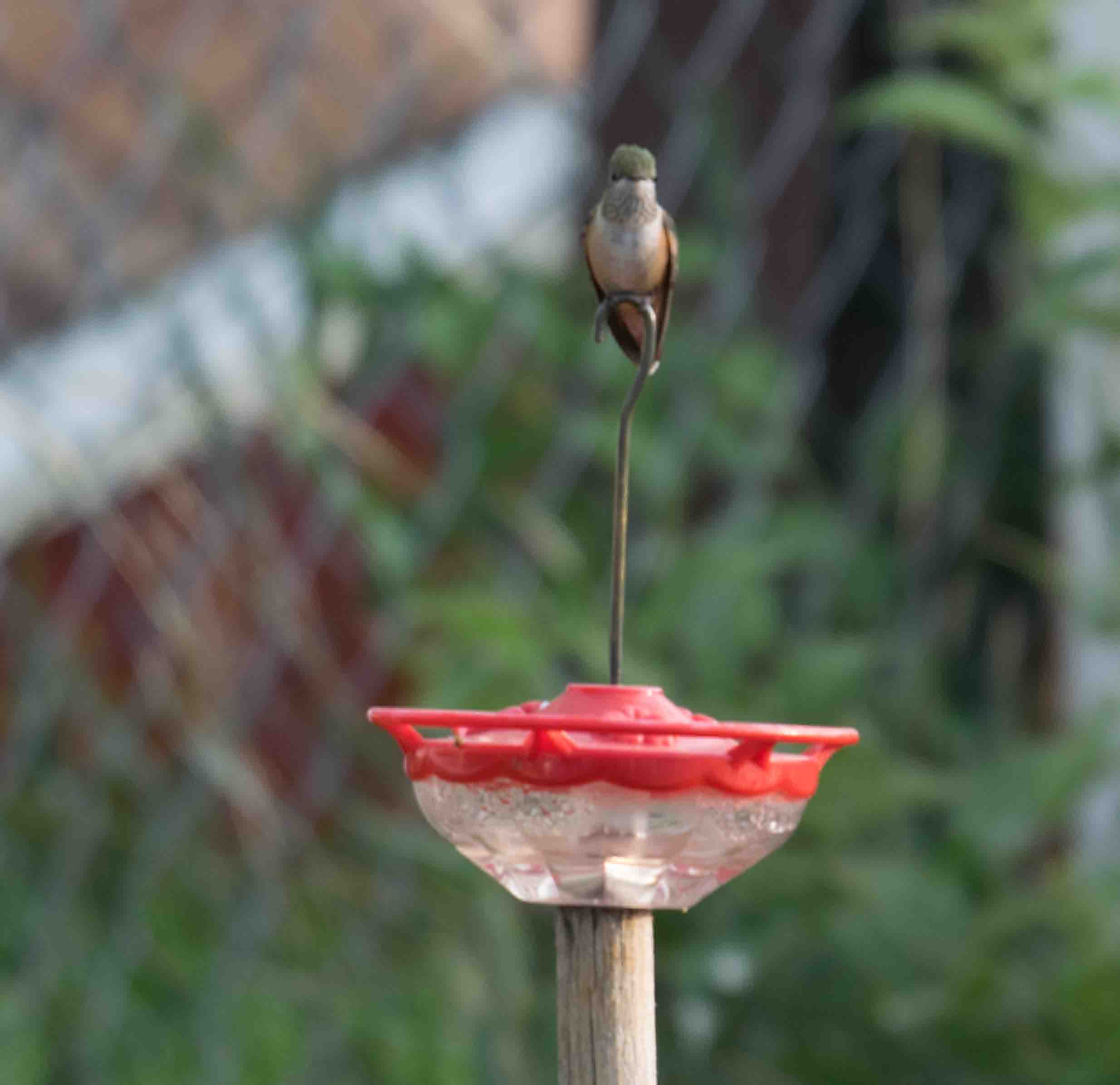 Hummer migration – Amy Law, Science Geek