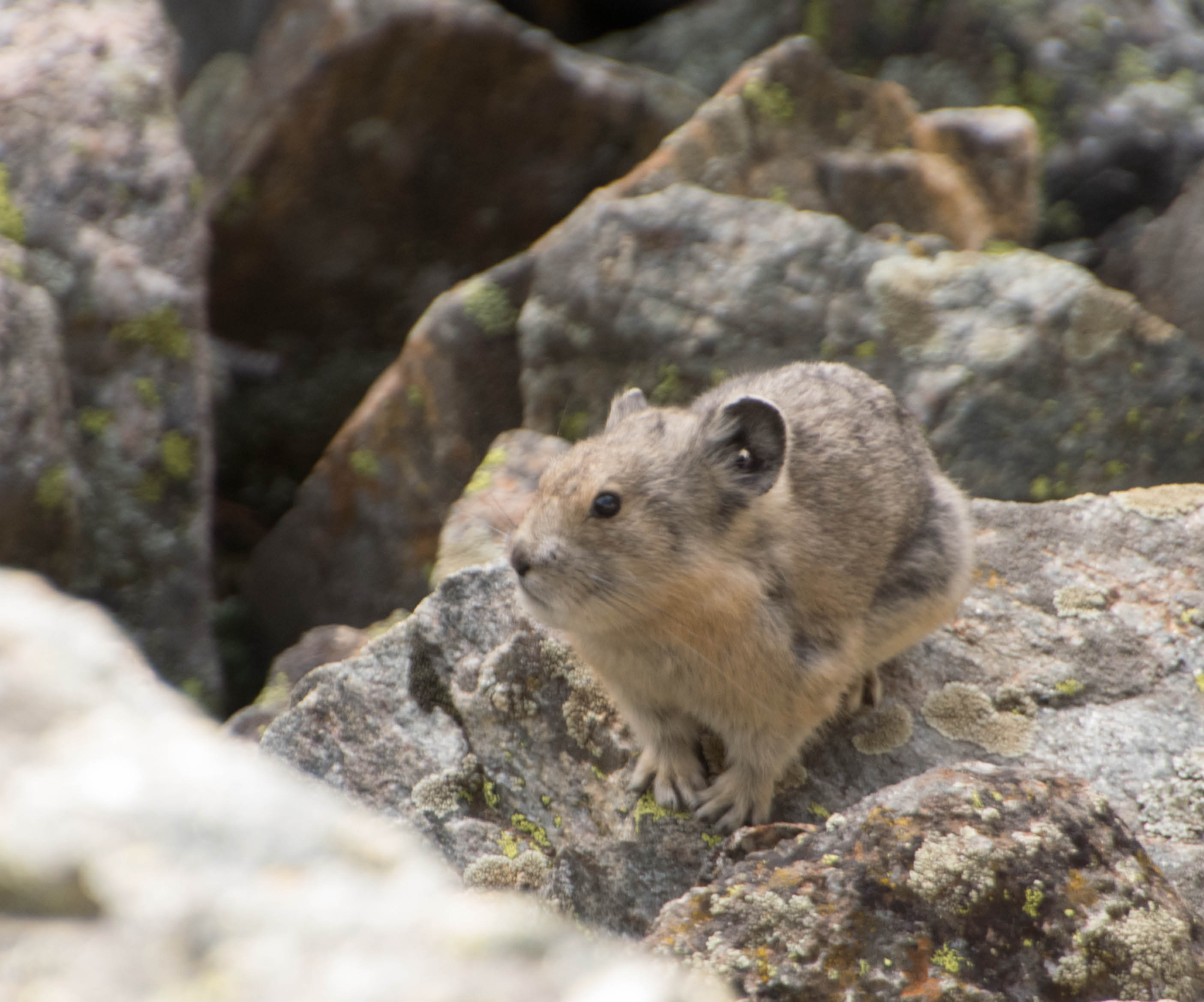 2023 Pika Patrol, Part II – Amy Law, Science Geek