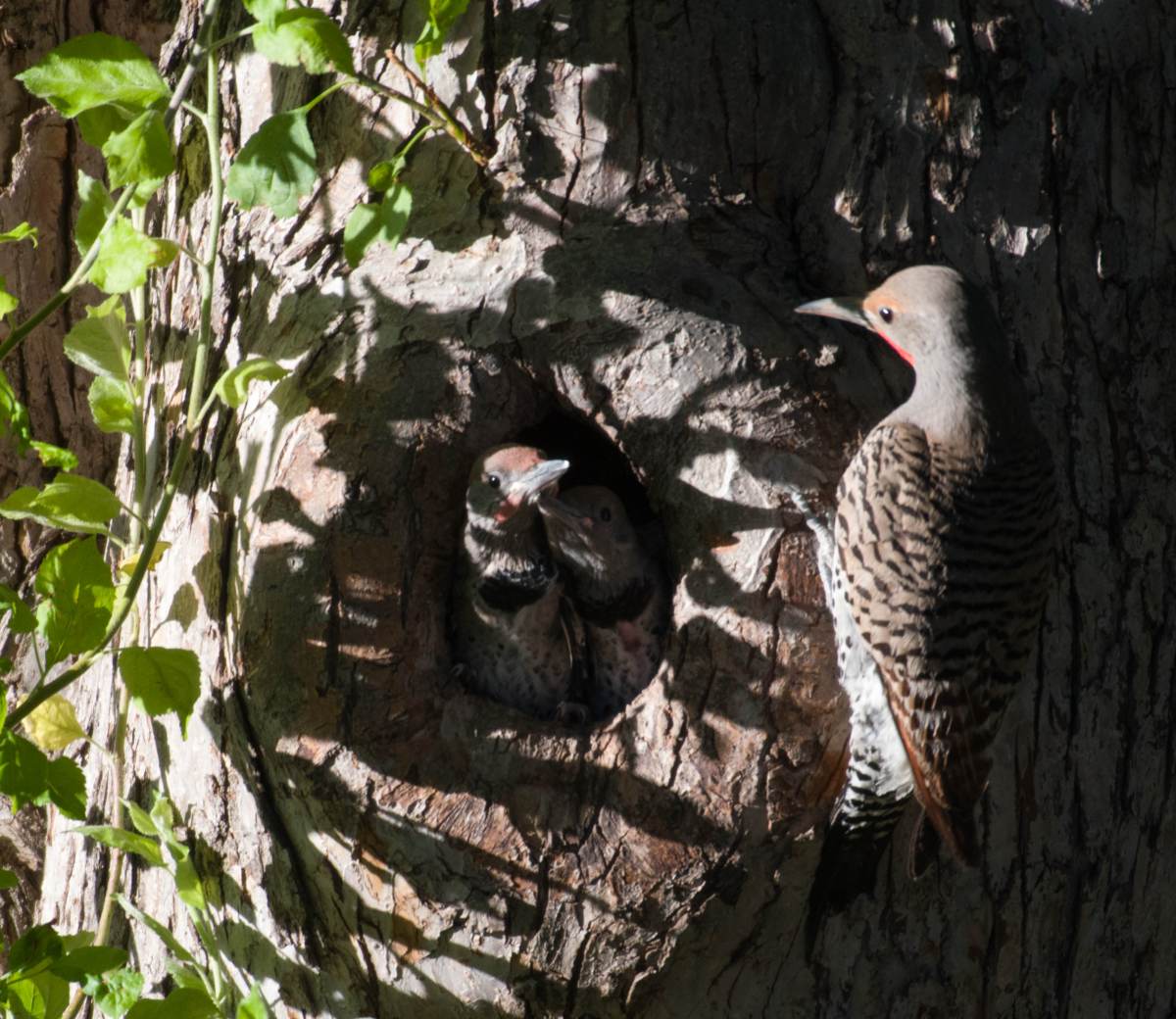 Update on the Northern Flicker Nest … – Amy Law, Science Geek
