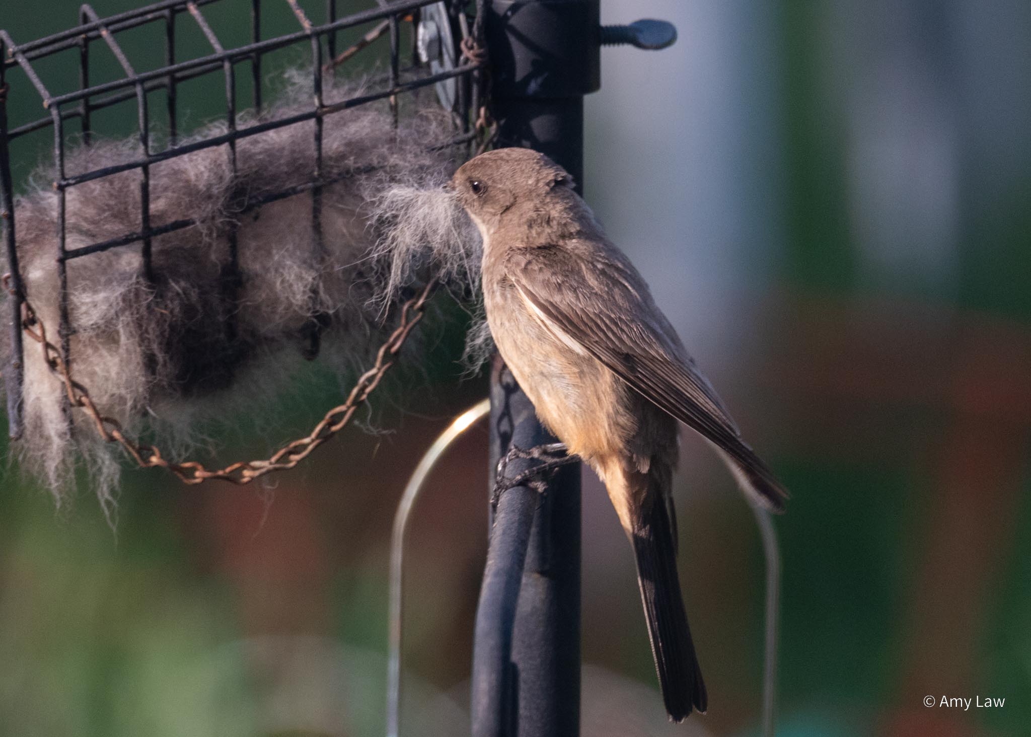Say’s Phoebe Nesting Material – Amy Law, Science Geek